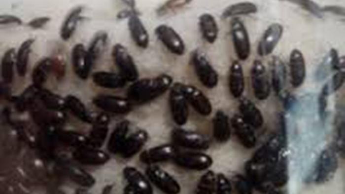 Benarkah Semut Jepang Dapat Menyembuhkan Diabetes? Ini Penjelasan ...