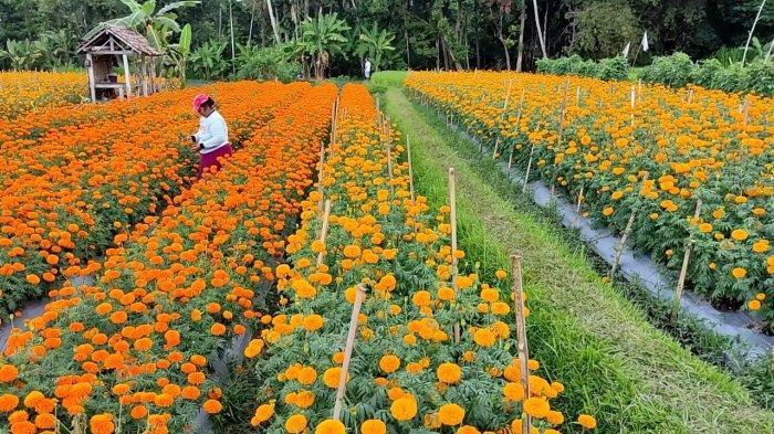 Menjelang Hari Raya Galungan, Harga Bunga Gumitir dan Pacah Alami ...