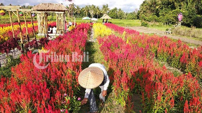Dika Bakal Datangkan Bunga dari China, Taman Bunga Celosia Semakin ...