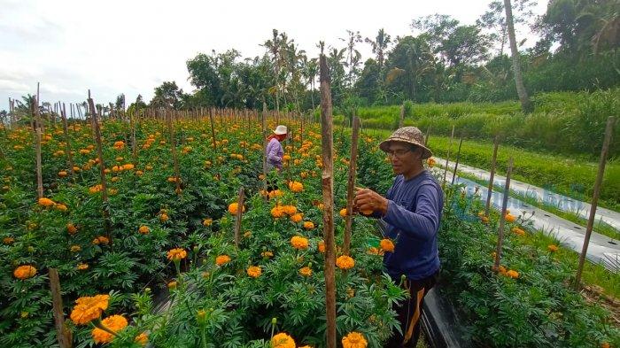 Sekali Panen Hasilkan 80 Kilogram, Harga Bunga Gumitir Rp 30 Ribu ...