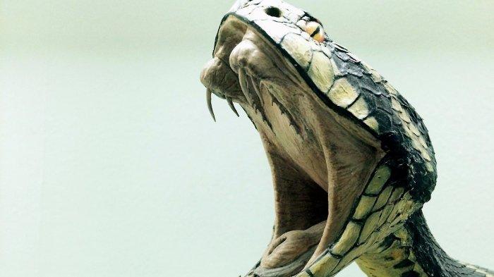 Langka Serum Bisa Ular Saat Kasus Tinggi, Dirut RSUD Buleleng: Ini ...