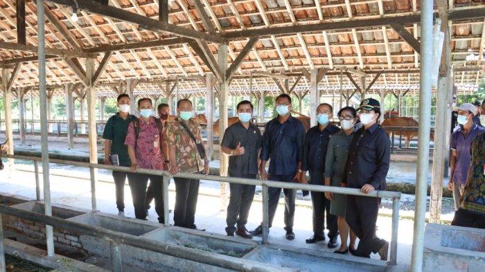 Sapi Kurus, Dewan Jembrana Minta Pengelolaan di ATP Melaya ...