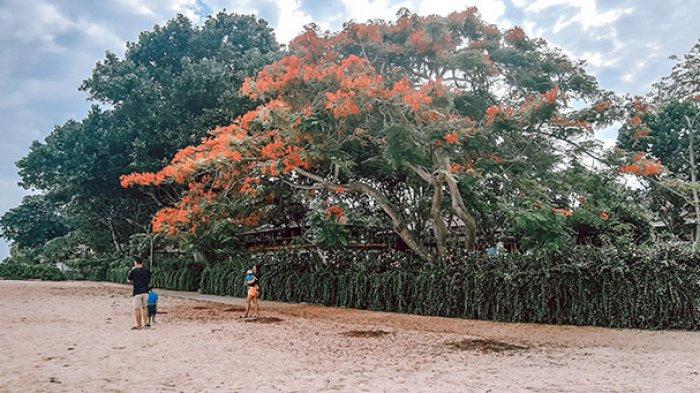 Pohon Merak di Pantai Karang Denpasar Jadi Spot Foto Instagramable ...