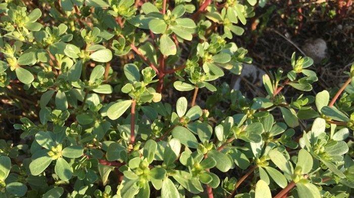 Ampuh! Tanaman Liar Ini Ternyata Bisa Jadi Obat Herbal Diabetes Lho ...