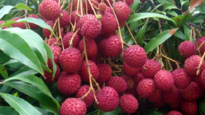 16 Manfaat, Kandungan dan Efek Samping Buah Leci, Buah Superfood Buat ...