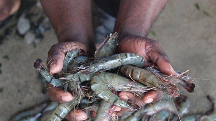 TIPS Membeli Udang yang Berkualitas di Pasar, Perhatikan Warna dan ...