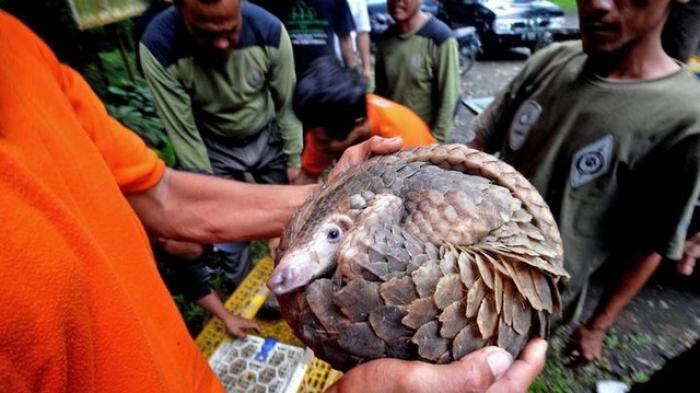 Penis Buaya, Bola Mata Harimau, Daging Trenggiling Jadi Menu di ...
