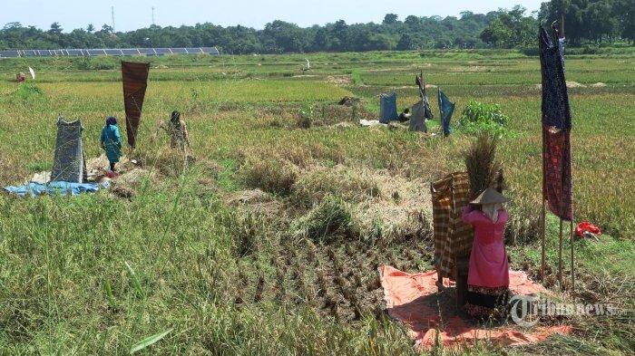 Gabah Kualitas GKP Banyak Diborong Keluar Bali, Dibeli Hingga Rp 7000 ...
