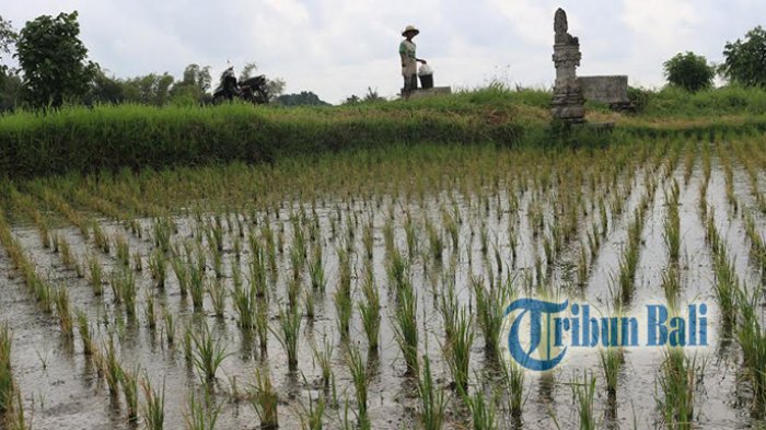 Penyakit Tungro Serang Tanaman Padi Petani di Tabanan - Tribun-bali.com