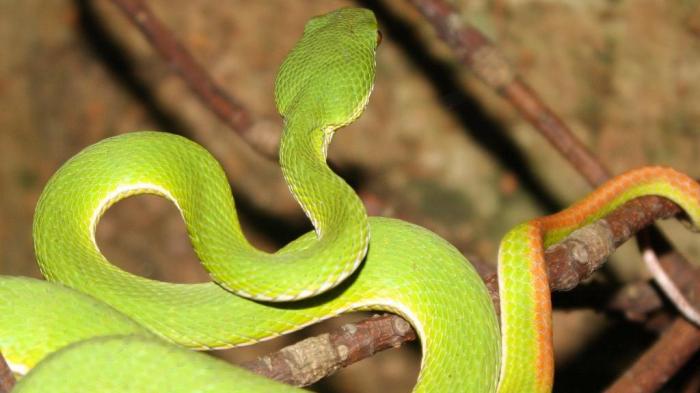 Ini Enam Jenis Ular Paling Berbahaya yang Ada di Bali - Tribun-bali.com