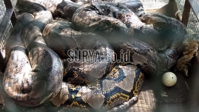 Warga Resah Usai Kembali Muncul Penampakan Ular Piton Berukuran Tak ...