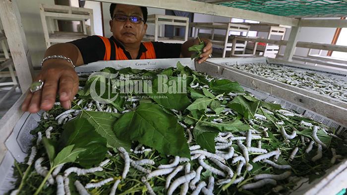 Beginilah Budidaya Ulat Sutera di Sibang Kaja Badung - Tribun-bali.com
