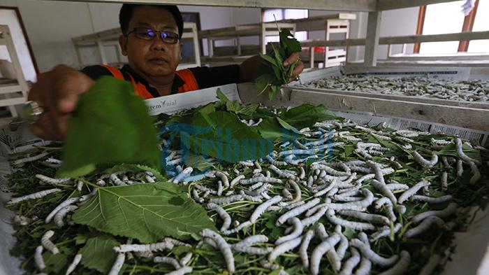 Agrowisata Ulat Sutera Ini Edukasi Budidaya Hingga Produksi Kain Sutera ...