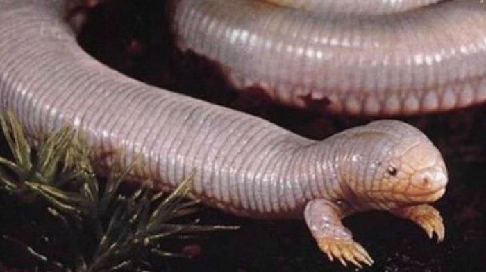 Viral Disebut Dabbah Muncul Sebagai Tanda Kiamat di Sidrap, Panji ...