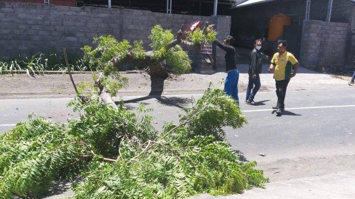 Bambang Tertimpa Pohon Tumbang Saat Hendak ke Rumah Adiknya - Tribun ...