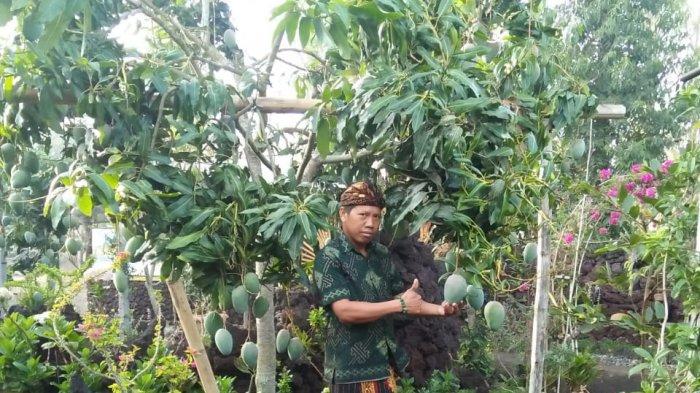 Mangga Brazil Memiliki Potensi Besar, I Wayan Badan Berharap Ada Dari ...