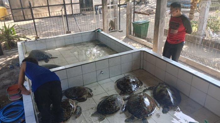 Polres Jembrana Amankan 15 Ekor Penyu Hijau, 1 Jantan Sakit, Dititipkan di Kurma Asih Perancak ...