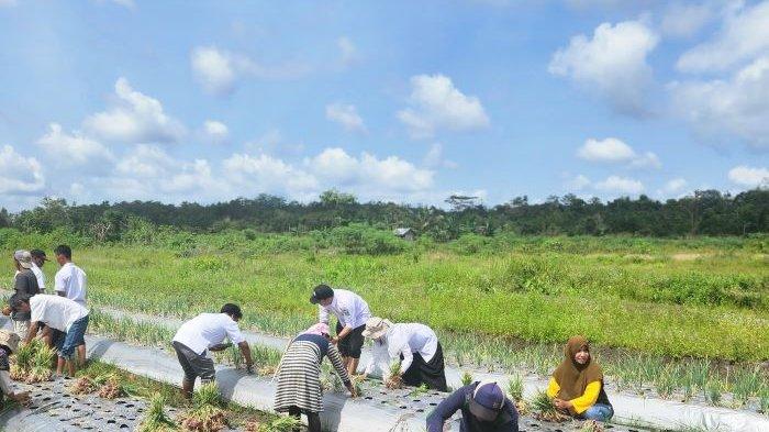Kelompok Tani Aik Nyeranai Desa Lintang Beltim Panen Bawang Merah, Dijual Rp 35 Ribu per Kilo ...