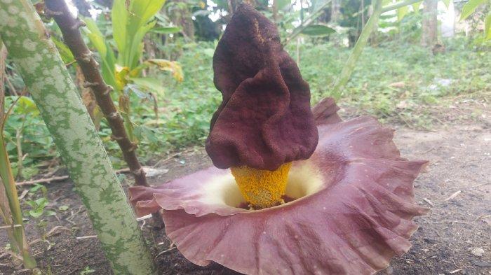 Agus Kaget Bunga Raksasa di Belakang Rumahnya Berbau Busuk, Ternyata ...