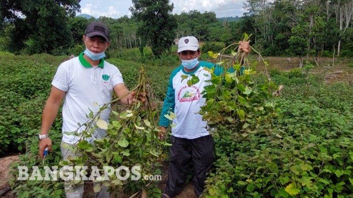 Apa Itu Nilam? Tanaman Bahan Baku Minyak Atsiri untuk Kosmetik ...