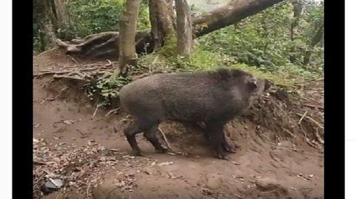 Viral Video Babi Hutan Bernama Bagas, Kelakuannya Bikin Pendaki Gunung ...