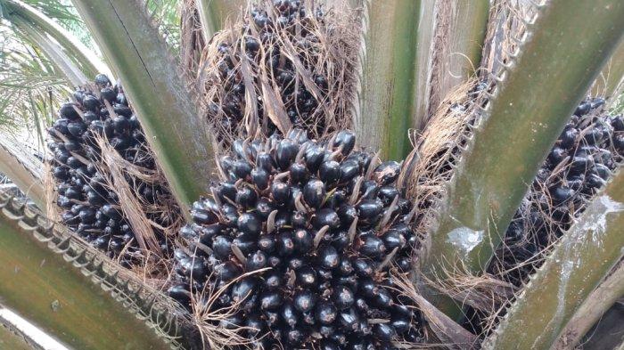 Harga TBS Sawit di Sijuk Hanya Rp 2.200 Perkilogram, Apkasindo ...