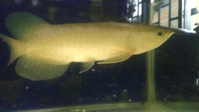 Ikan Arwana Kuning