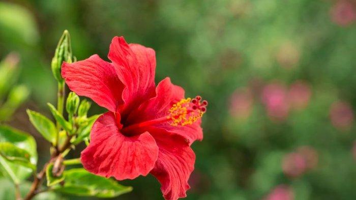 Jangan Kaget, Minum Air Rendaman Bunga Sepatu Dicampur Madu Ternyata ...