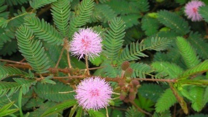 Manfaat Tanaman Putri Malu, Nomor 15 Tak Disangka-sangka Bisa Bikin ...