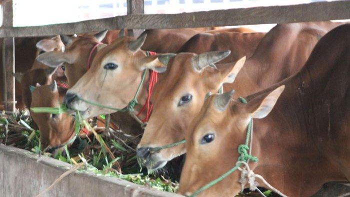 Ternak Sapi Terserang PMK, Dagingnya Tetap Bisa Dikonsumsi, Ini Saran ...