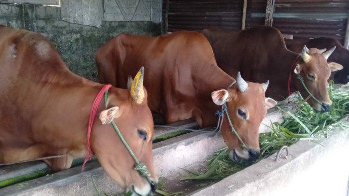 Apa Itu Penyakit LSD Pada Sapi, 25 Kasus Ditemukan di Bangka Tengah ...