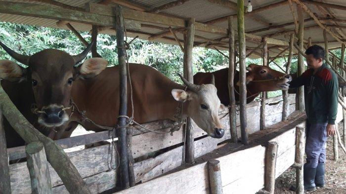 Harga Hewan Kurban di Bangka Selatan Naik, Sapi Mulai Rp24 Juta hingga Rp38 Juta Per Ekor ...