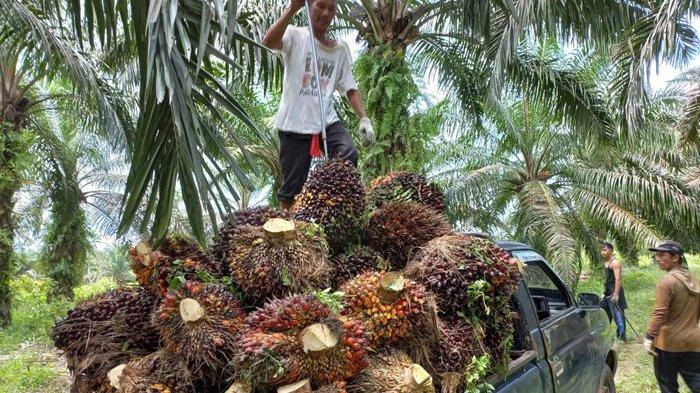 Perusahaan Kelapa Sawit di Bangka Kompak, Harga TBS Tak Berubah, Harga Beli Rp 1.790 - Rp 2.100 ...
