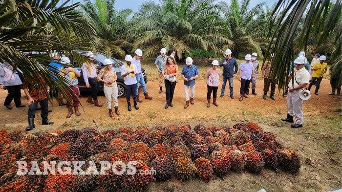 Petani Sawit di Bangka Belitung Wajib Tahu, Awas Ada El Nino Agustus 2023, Ini Bahayanya ...