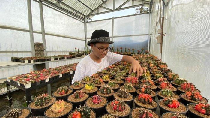 Bocah 15 Tahun Asal Bangka Tengah Sukses Budidaya Kaktus, Raup Jutaan Rupiah per Bulan ...