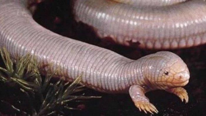 Dabbah itu Apa? Hewan Mitologi Arab Saudi Tanda Kiamat yang Disebut ...