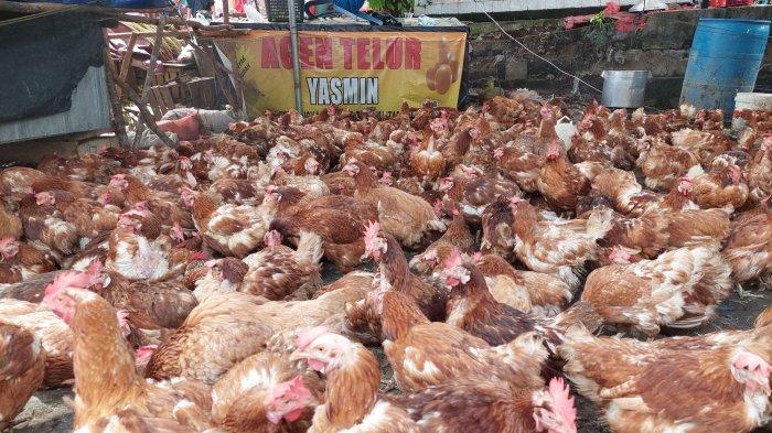 Ayam Merah Mulai Diburu Pembeli, Pedagang Stok Hingga 1.500 Ekor ...