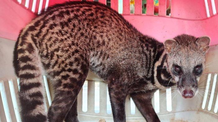 Masuk Permukiman Warga, Alobi Foundation Lepasliarkan Musang Tenggalung ...