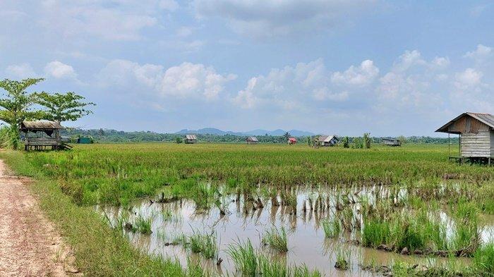 Lahan Transmigrasi di Desa Rias Kini Sudah Dilepas Menjadi Desa dan ...