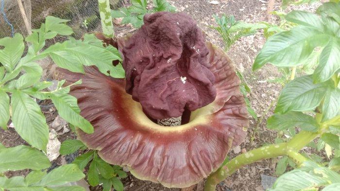 Bunga Bangkai Jenis Suweg Tumbuh di Belakang Rumah Warga Parittiga ...