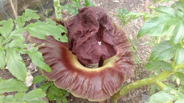 Bau Busuk Menyengat Malam Hari, Ternyata Ada Bunga Bangkai Jenis Suweg ...