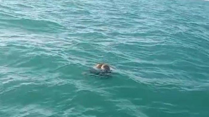 Fakta-fakta Penemuan Mayat Tak Utuh di Perairan Bangka Belitung 2 Bulan ...