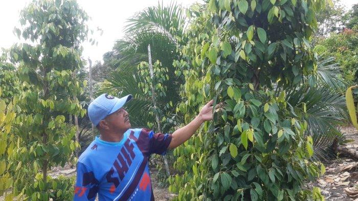 Petani Lada Gagal Panen Karena Penyakit Kuning, Hanya Dapat Rp13 Juta ...