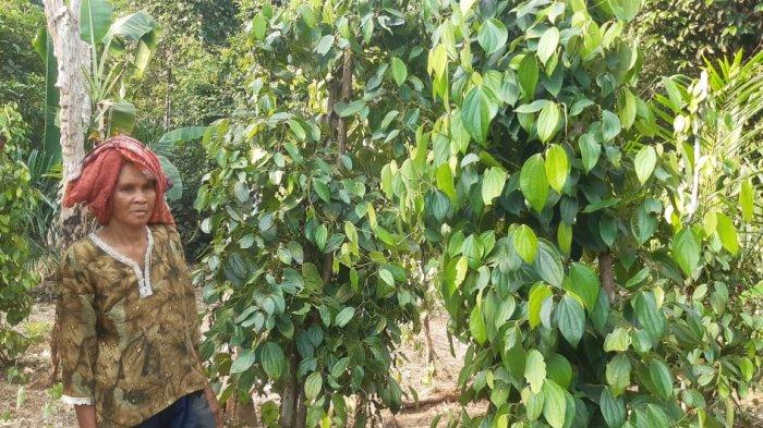Petani Lada Gagal Panen Karena Penyakit Kuning, Hanya Dapat Rp13 Juta ...