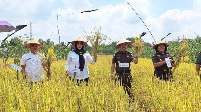 Tergantung Tengkulak, Kajati Bangka Belitung Minta Pemda Tingkatkan Kesejahteraan Petani ...