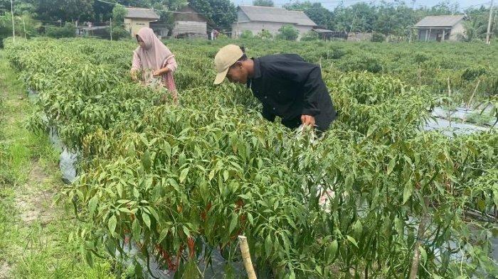 Petani Cabai di Bangka Tengah Banyak Gagal Panen Akibat Musim Kemarau ...