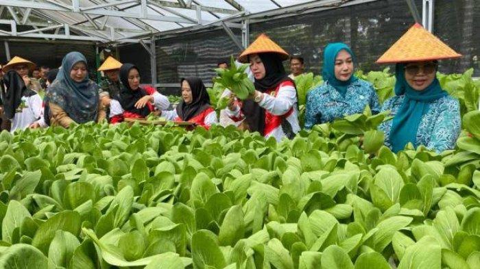 KWT Srikandi Serumpun Sebalai Bagikan Hasil Panen Sayur ke Warga ...