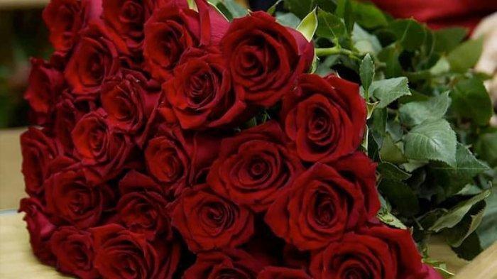 INGAT Jangan Asal Kasih Mawar, Ini 9 Warna Bunga Mawar yang Memiliki ...