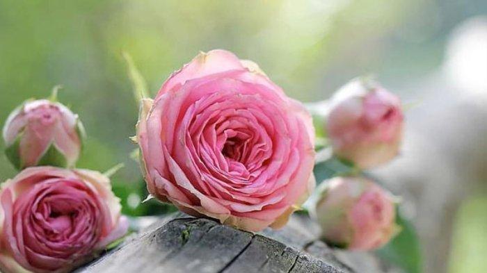 INGAT Jangan Asal Kasih Mawar, Ini 9 Warna Bunga Mawar yang Memiliki ...