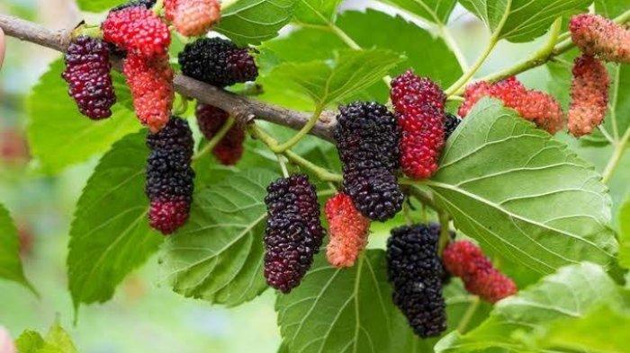 Manfaat Daun Murbei untuk Kesehatan, Menjaga Kesehatan Kulit, Cocok ...